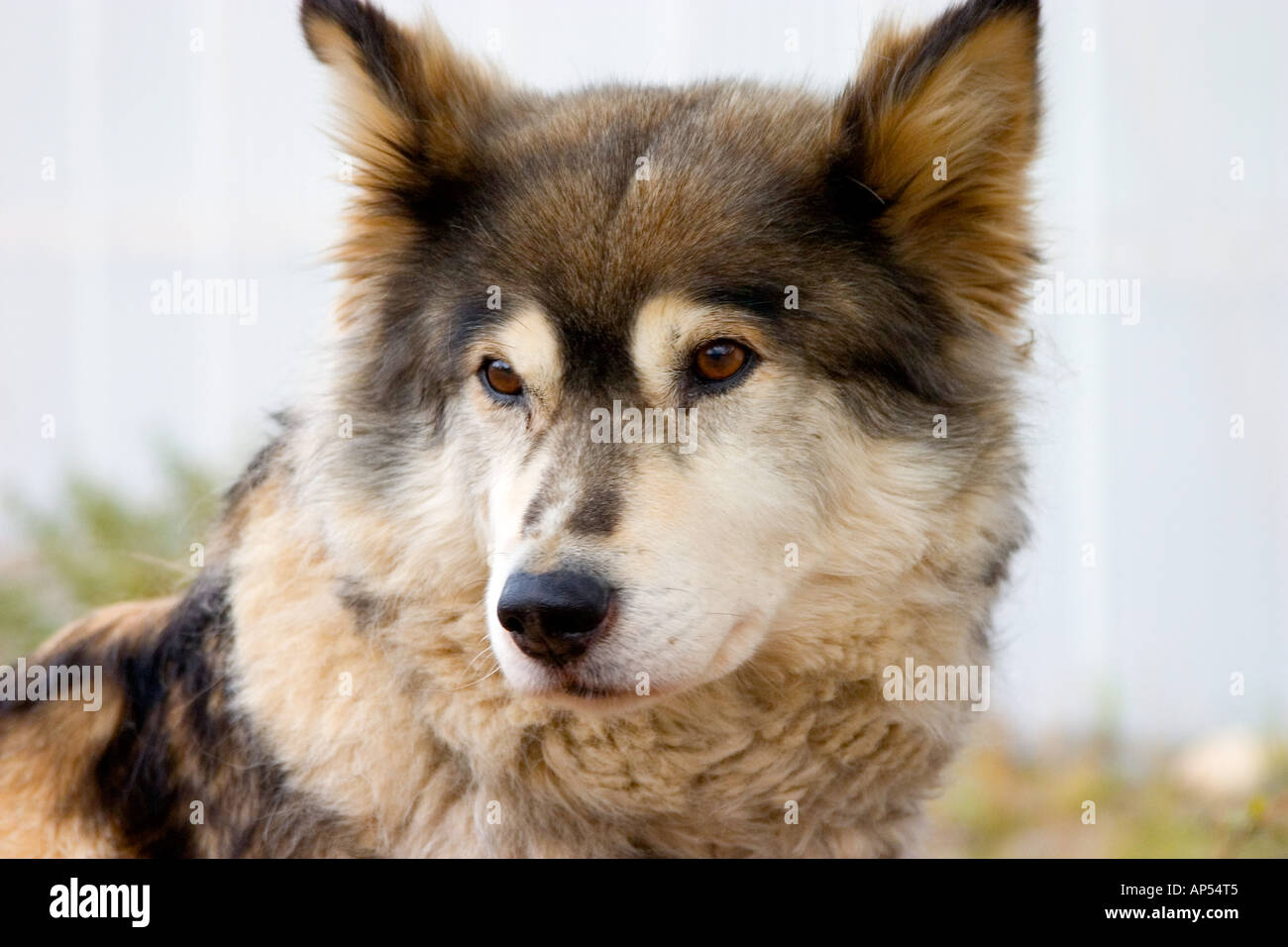 Kantishna denali national park hi-res stock photography and images - Alamy