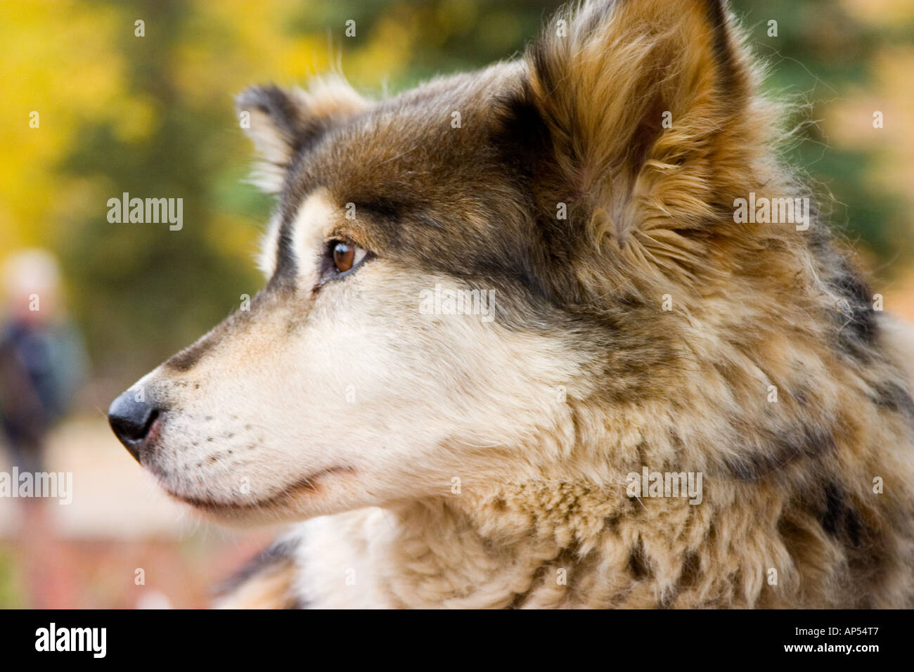 Dog sled alaska denali national park hi-res stock photography and ...