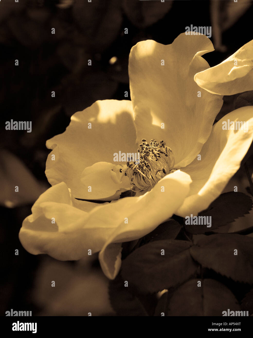 Close up of white rose, sepia toned Stock Photo - Alamy