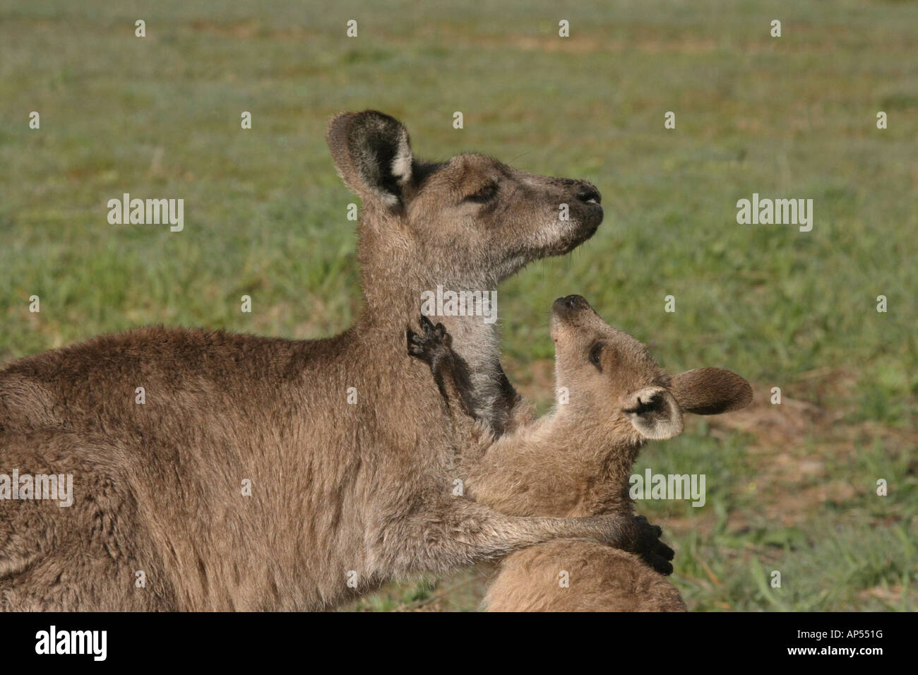 Kangaroo mother and kid hug each other Stock Photo - Alamy