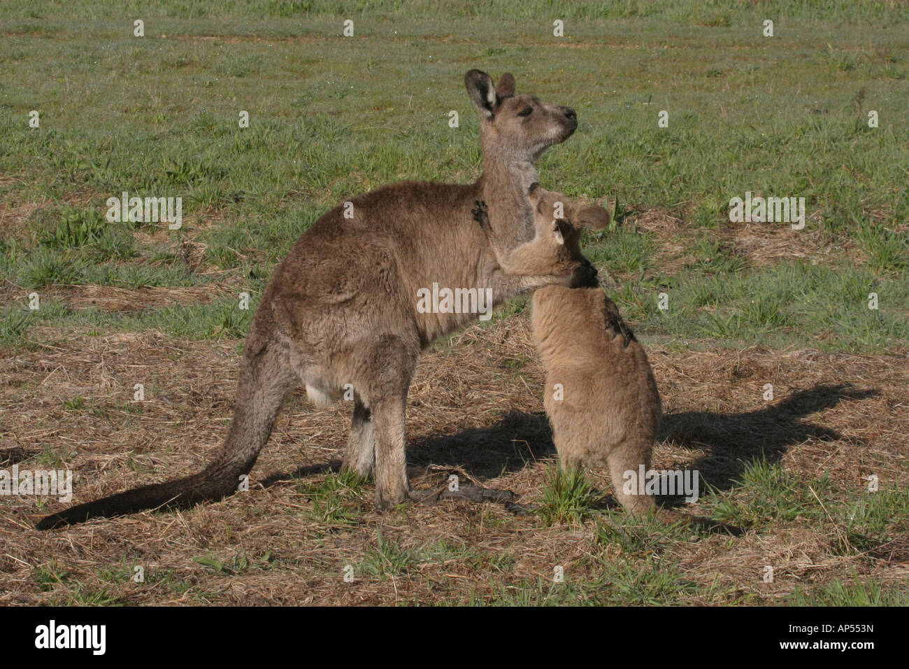 Kangaroo mother and kid hug each other Stock Photo - Alamy