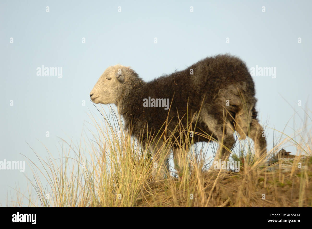 Herdwick sheep at Ainsdale Sand Dunes National Nature Reserve ...