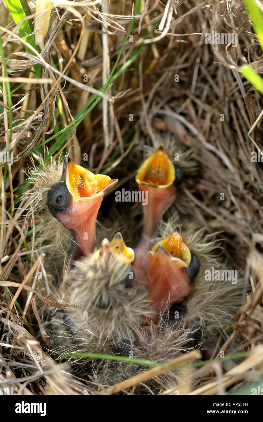 Skylark chicks in a nest Stock Photo - Alamy