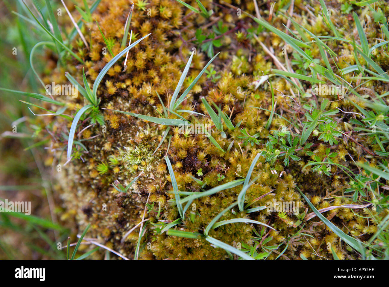 Moss sphagnaceae sphagnum hi-res stock photography and images - Alamy