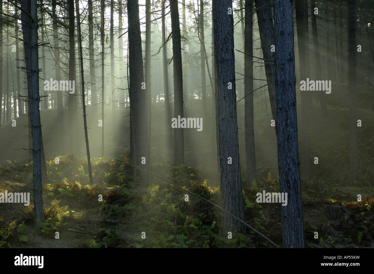 Ainsdale sand dunes national nature reserve hi-res stock photography ...