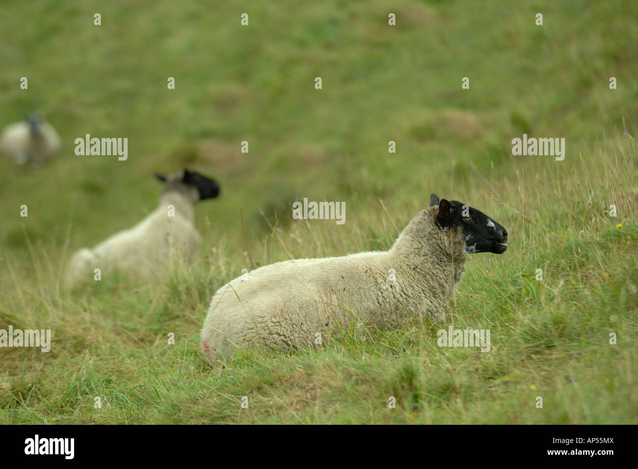 Beulah Sheep grazing at Aston Rowant National Nature Reserve Buckingham ...