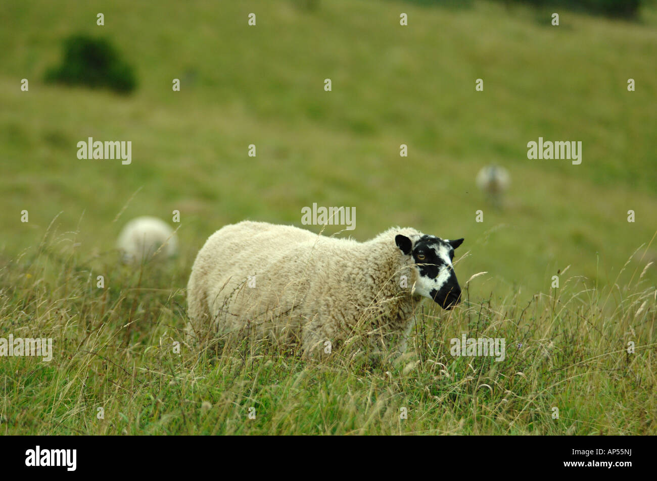 Beaulah sheep hi-res stock photography and images - Alamy