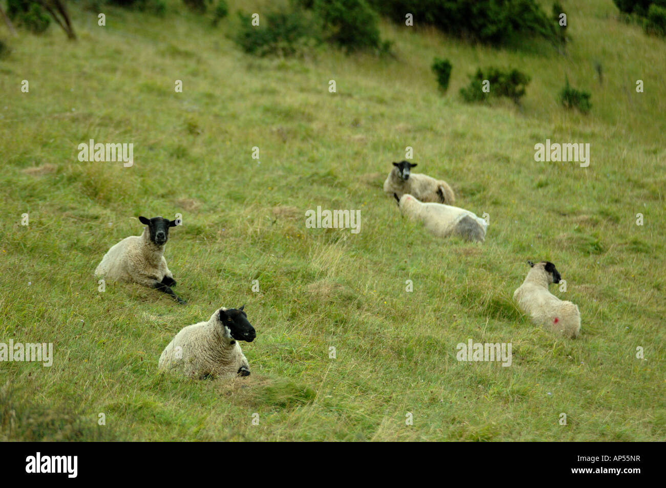 Beulah Sheep grazing at Aston Rowant National Nature Reserve Buckingham ...