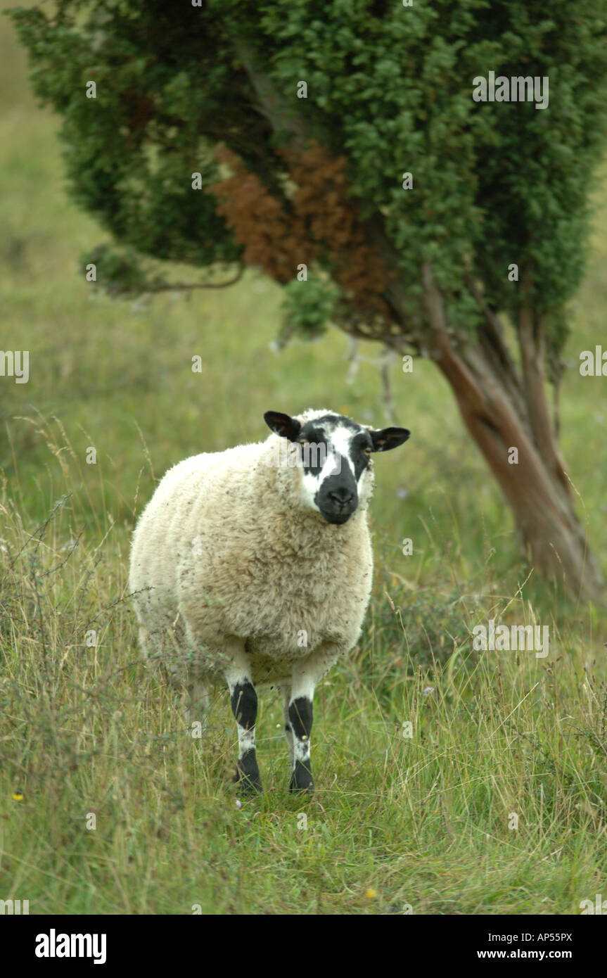 Beulah Sheep High Resolution Stock Photography and Images - Alamy