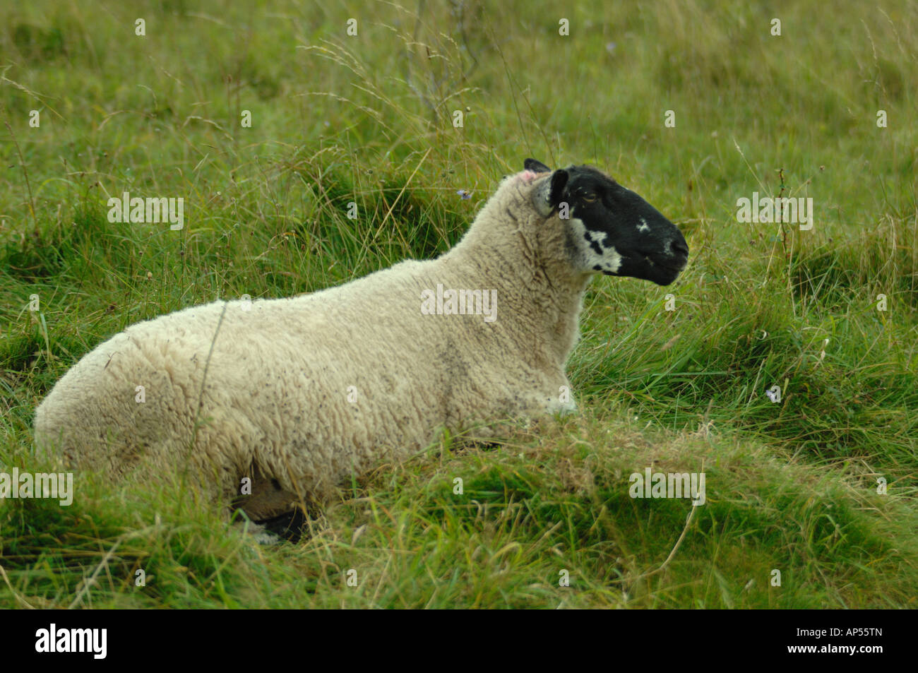 Beaulah sheep hi-res stock photography and images - Alamy