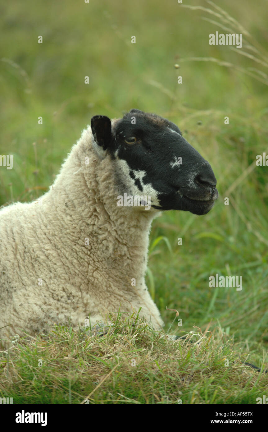 Beulah sheep hi-res stock photography and images - Alamy