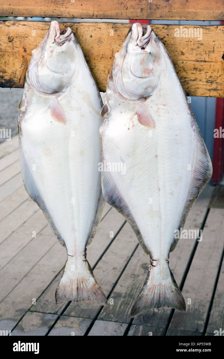 Two halibut fishes hang outside a professional outfitter in Homer ...