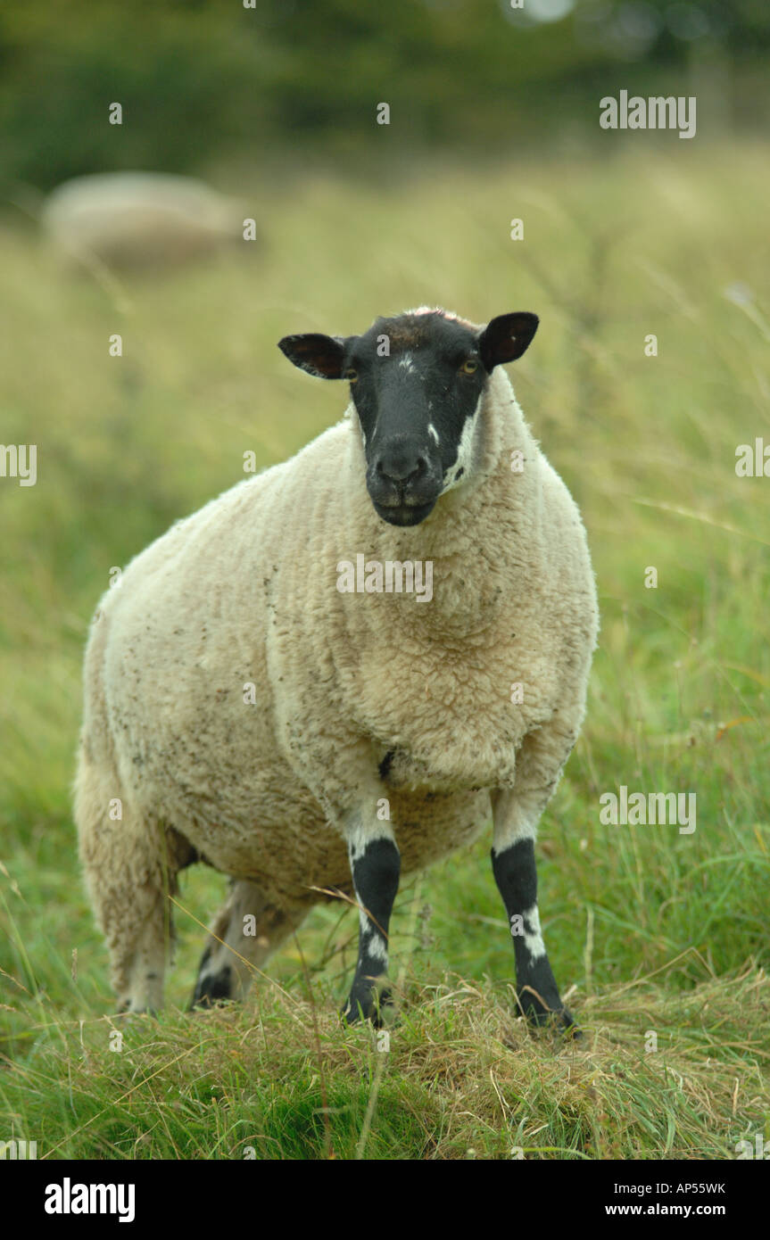 Beulah Sheep High Resolution Stock Photography and Images - Alamy