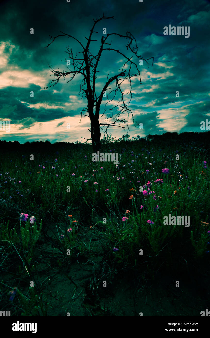 Dead and rotten tree hi-res stock photography and images - Alamy