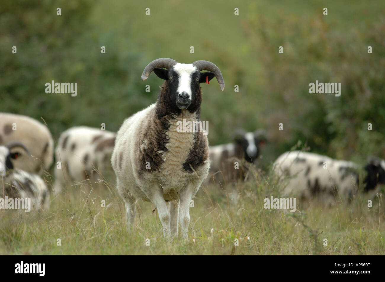 Jacobs Sheep High Resolution Stock Photography and Images - Alamy