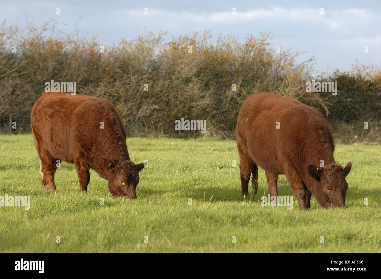 Ruby Red Cattle at Barrington Hill National Nature Reserve Wiltshire ...