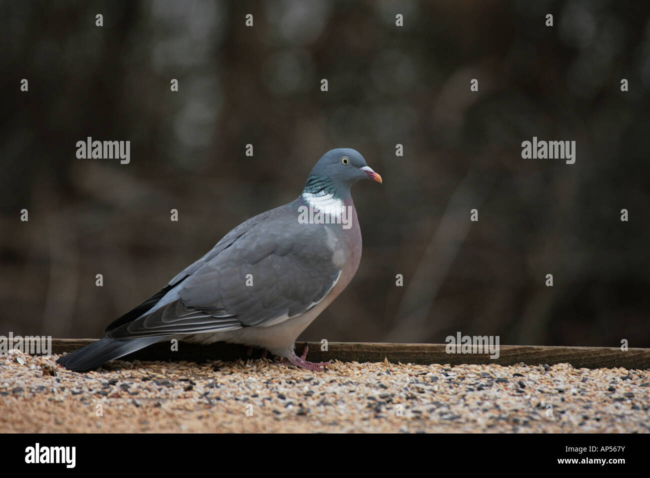 Wood Pigeon Columba liva on bird table Stock Photo - Alamy
