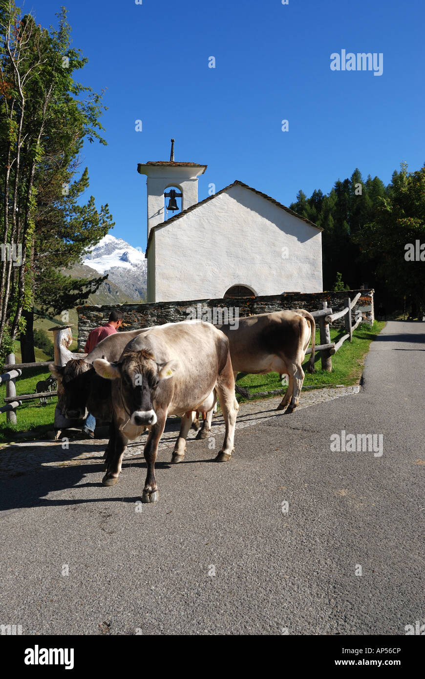 Cows in front of the church of hi-res stock photography and images - Alamy