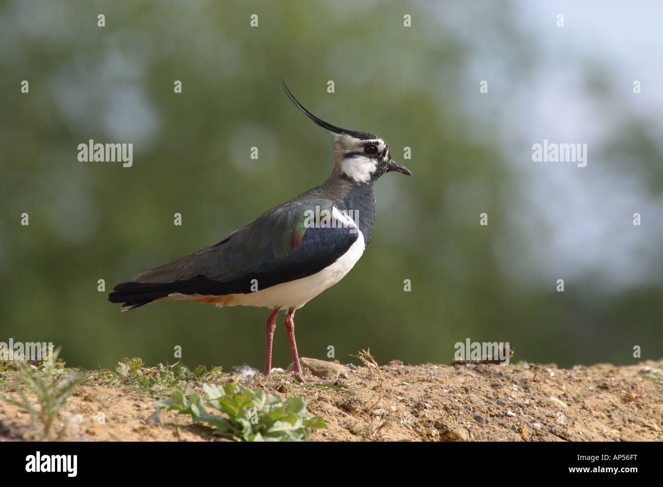 Lapwing british isles hi-res stock photography and images - Alamy