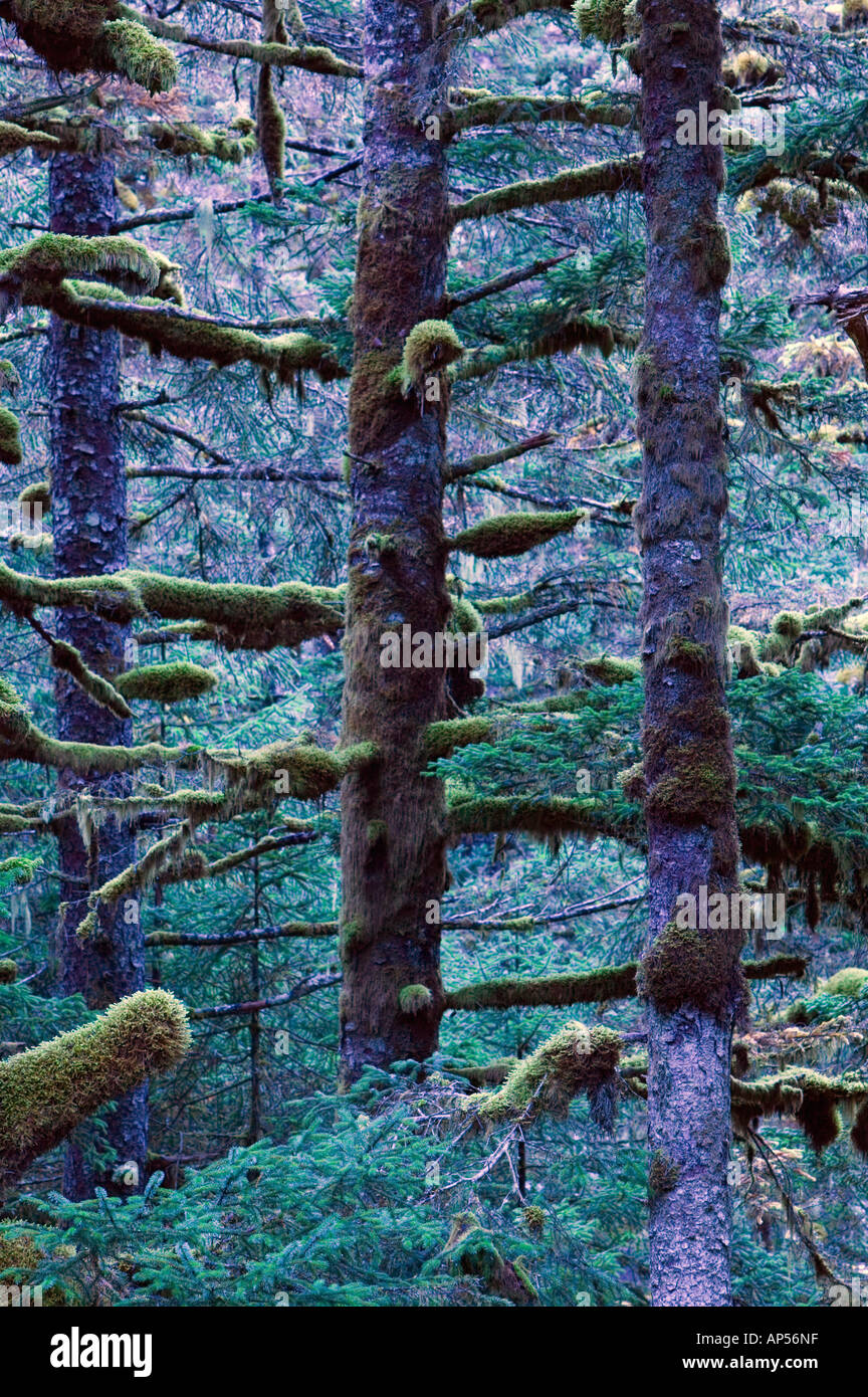 USA, Alaska, Kodiak Island, Kodiak: Pacifc Fir Trees & Moss; Fort ...