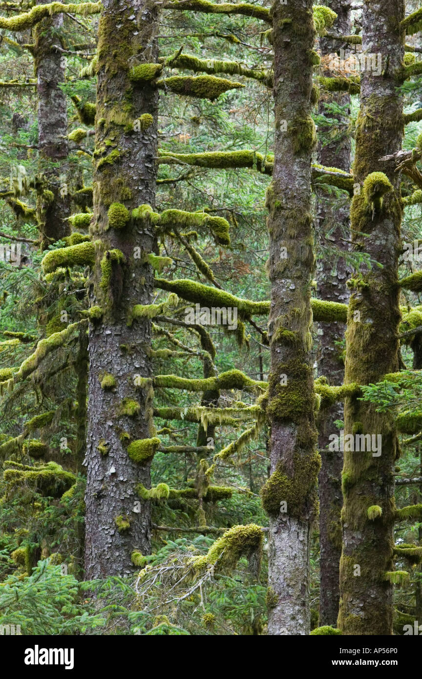 Pacific fir tree alaska hi-res stock photography and images - Alamy