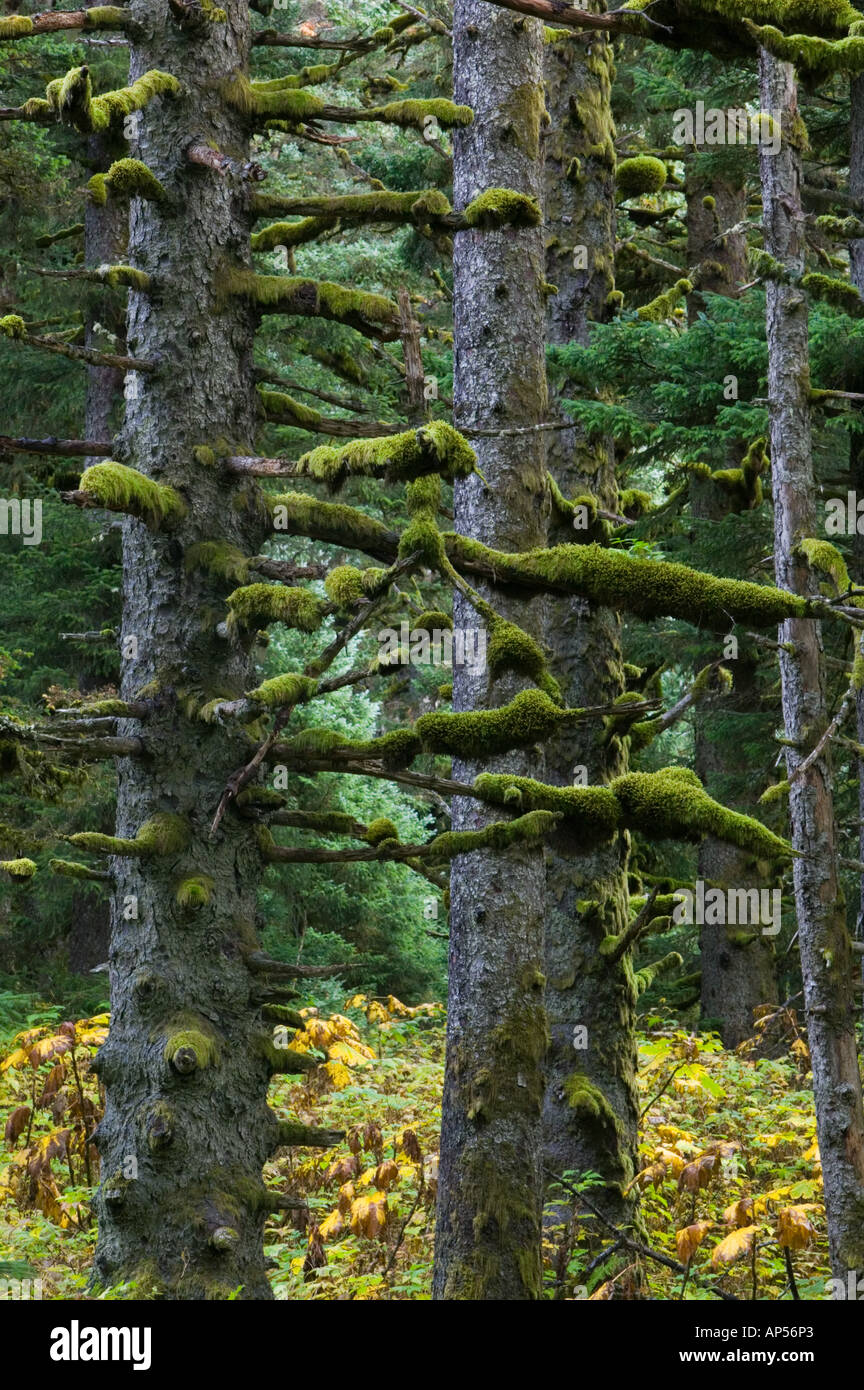 USA, Alaska, Kodiak Island, Kodiak: Pacifc Fir Trees & Moss; Fort ...