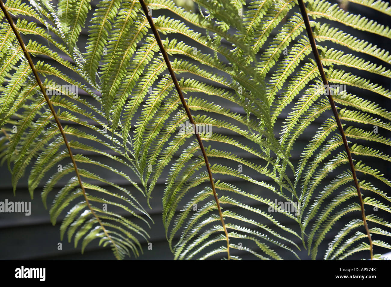 Silver fern leaves, New Zealand Stock Photo - Alamy