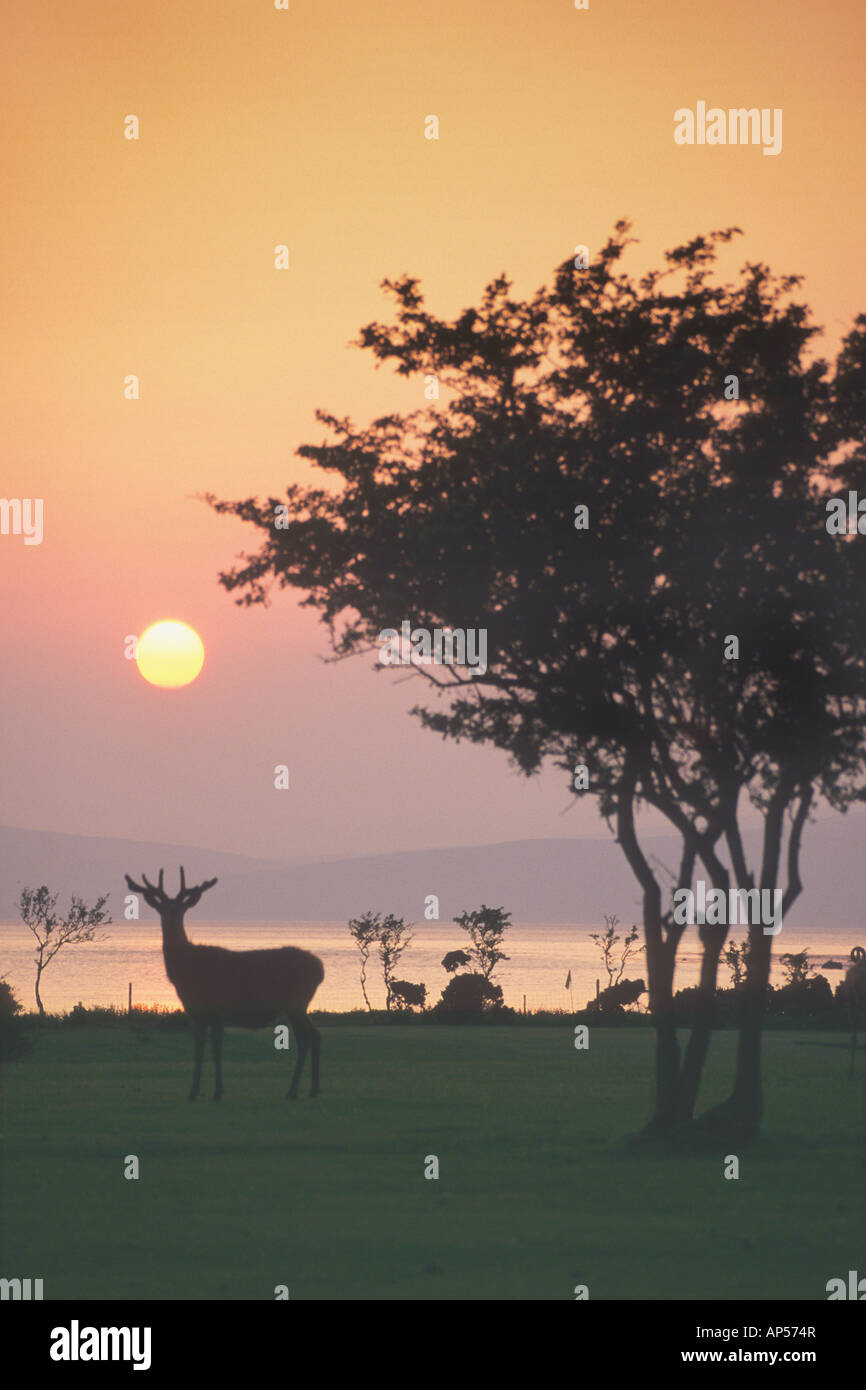 Lochranza golf hi-res stock photography and images - Alamy