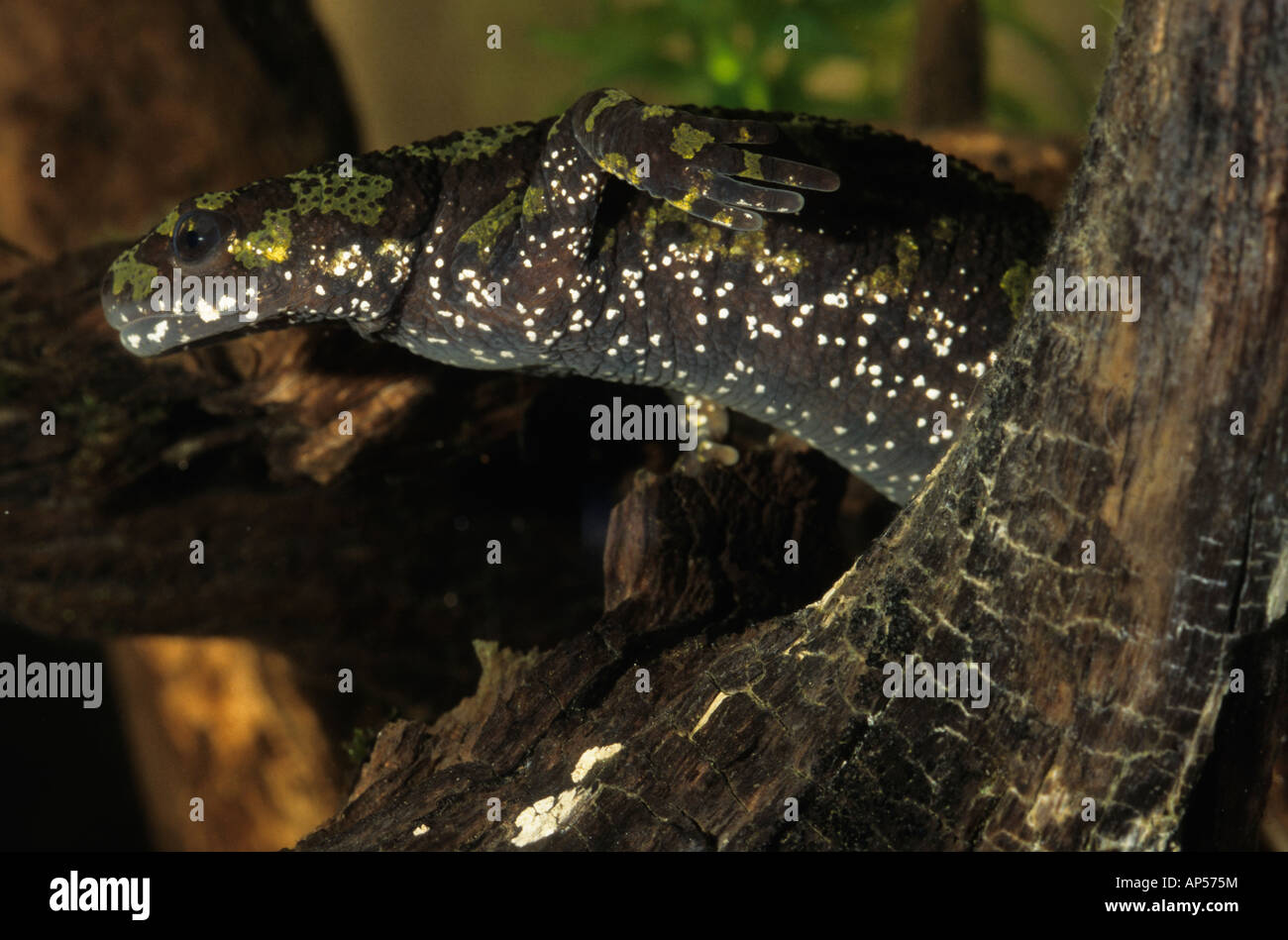Marbled newt Triturus marmoratus France Stock Photo - Alamy