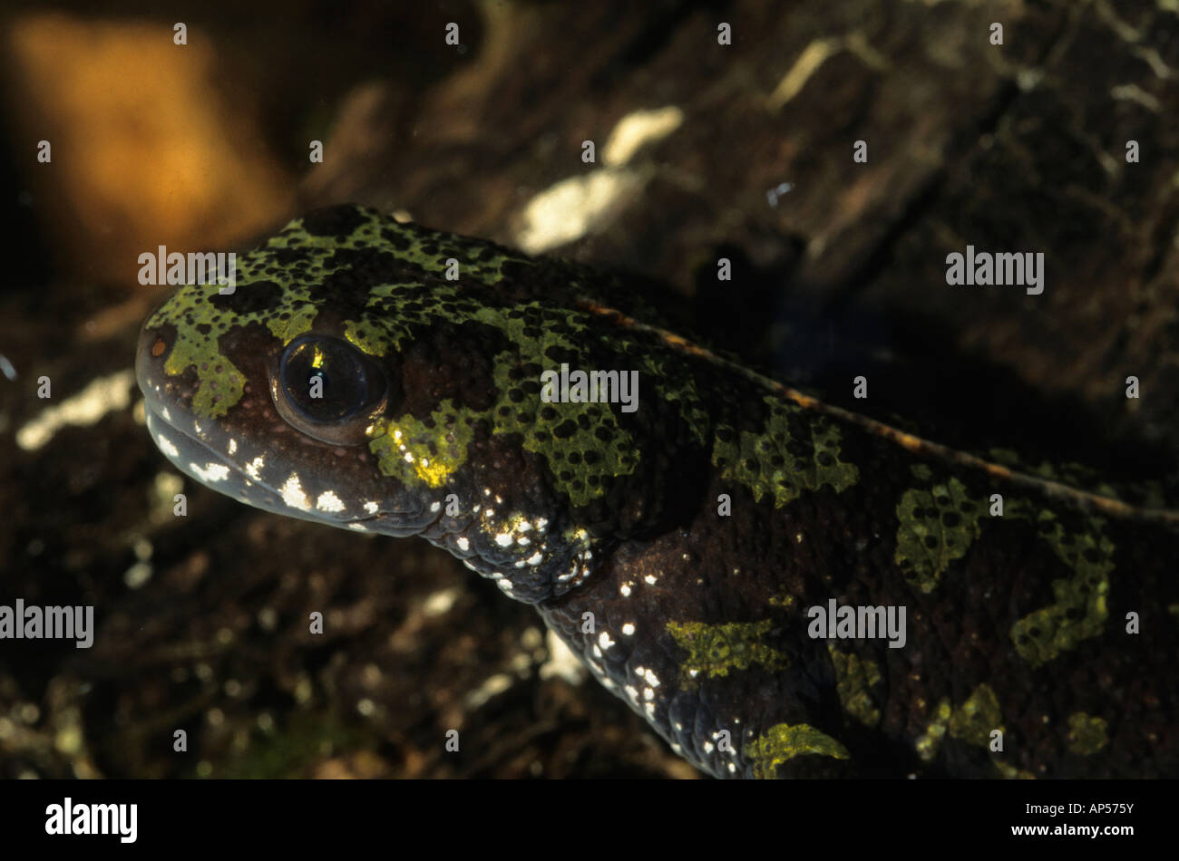 Triturus marmoratus hi-res stock photography and images - Alamy