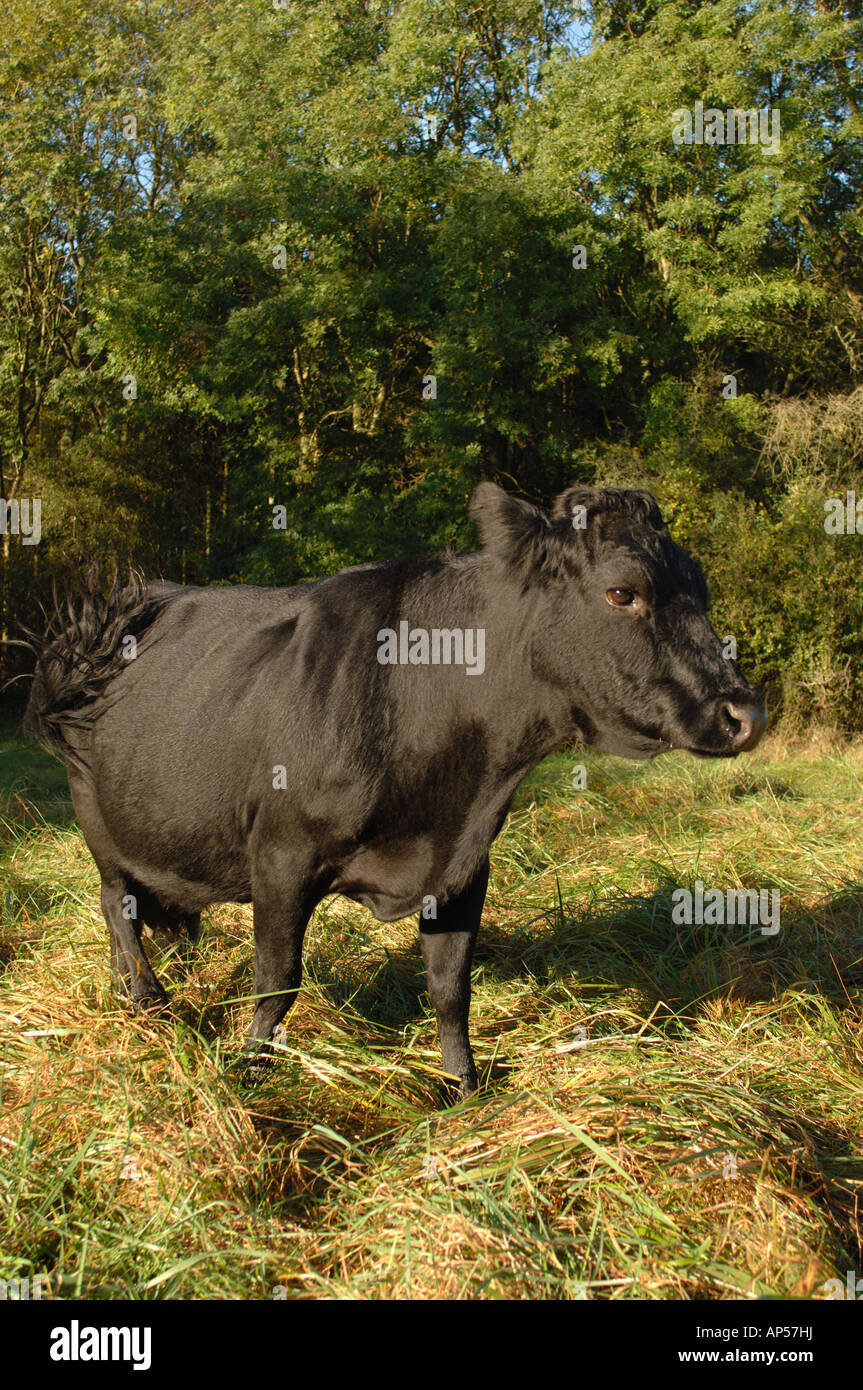 Dexter Cattle grazing on Caster Hanglands National Nature Reserve ...