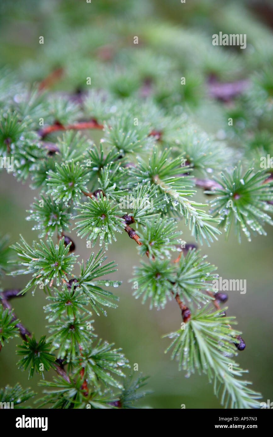 Bach flower remedy larch hi-res stock photography and images - Alamy