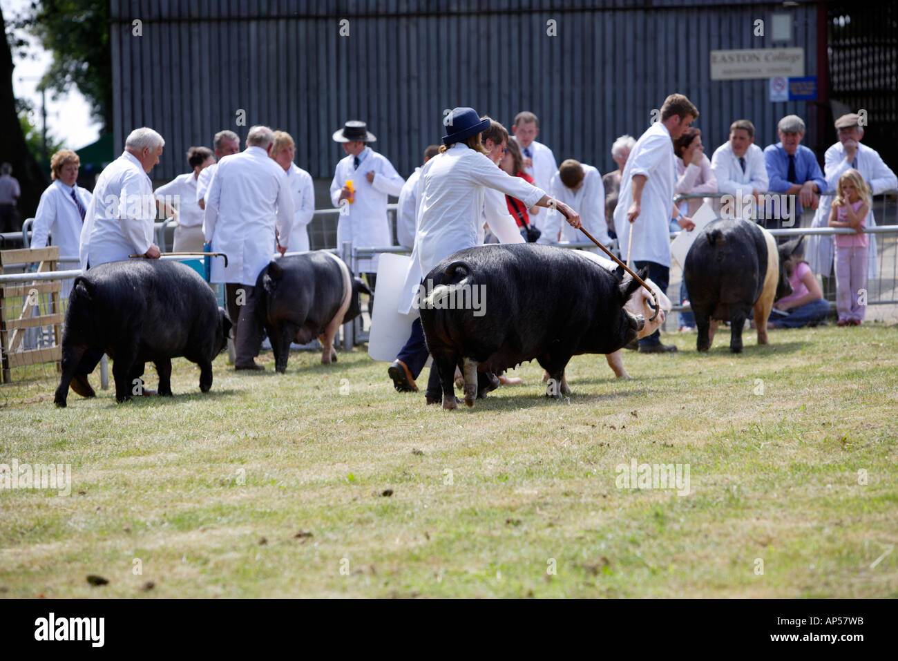 Royal norfolk show animals hi-res stock photography and images - Alamy