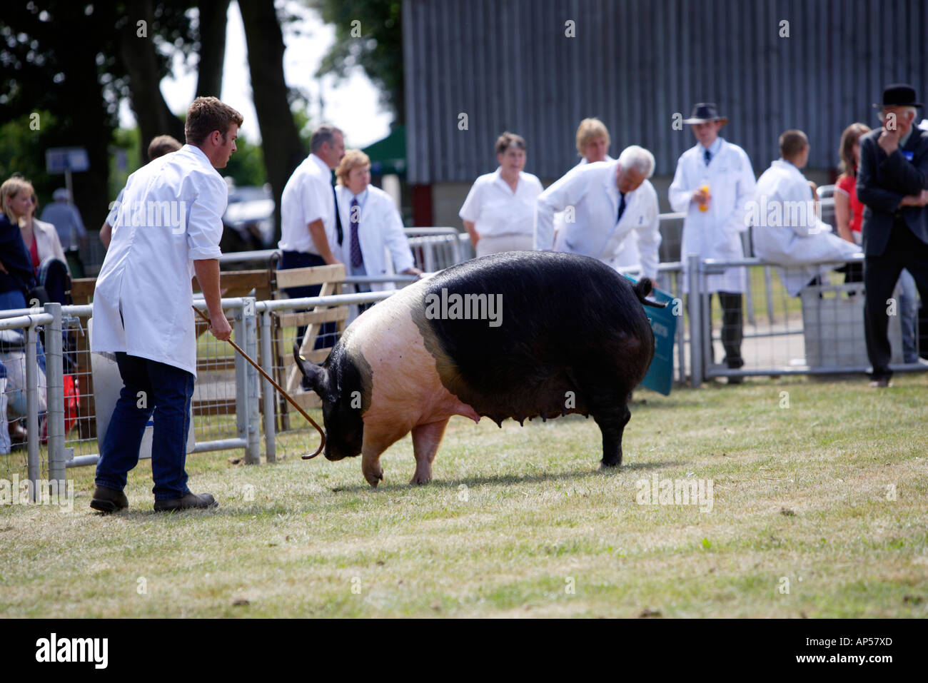 Showing Black And Pink Pig Royal Norfolk Show UK Stock Photo - Alamy