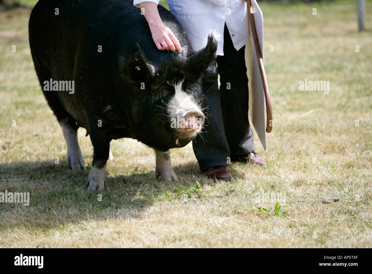 Showing Black Pig Royal Norfolk Show UK Stock Photo - Alamy