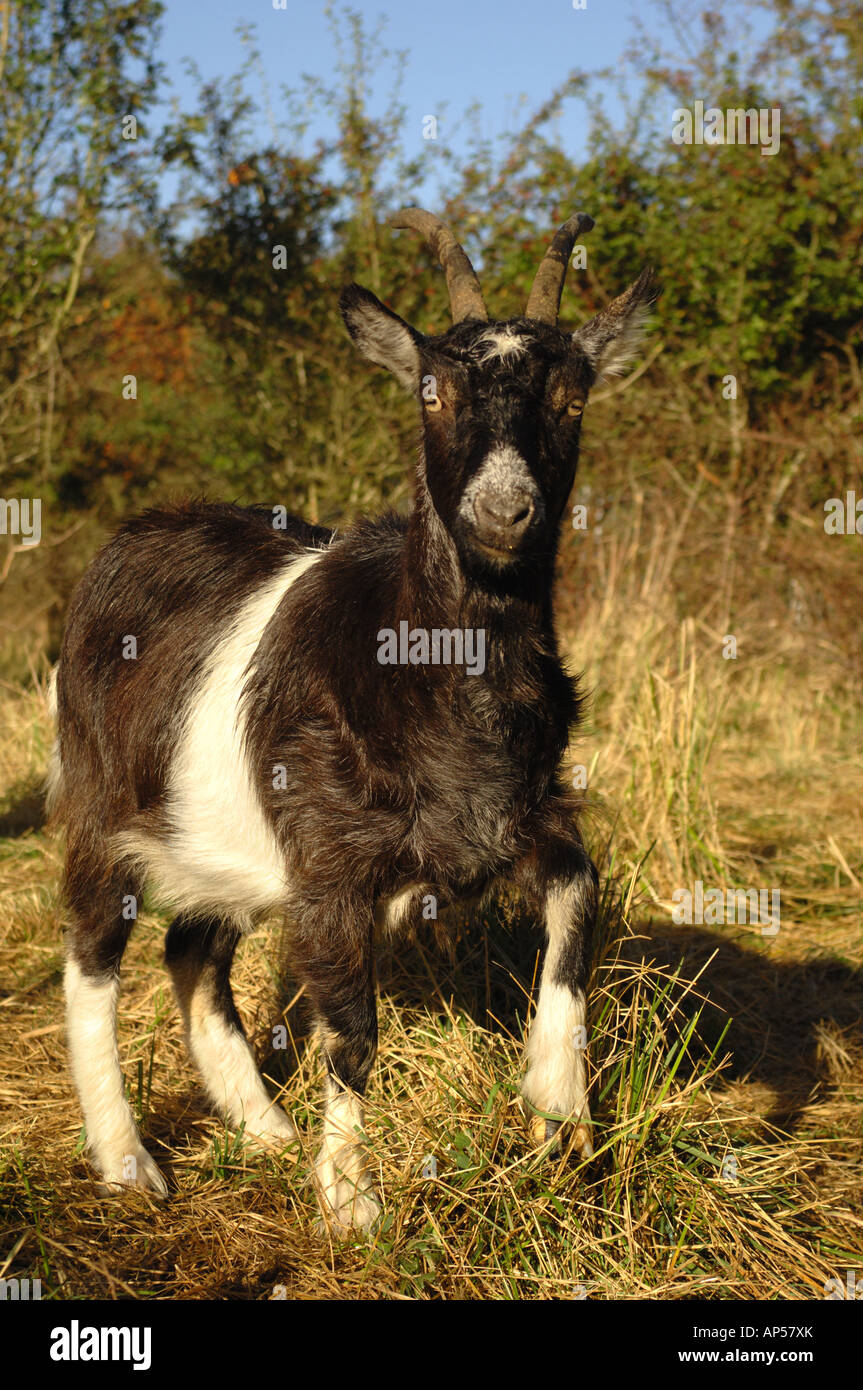 Feral Goats grazing on Caster Hanglands National Nature Reserve ...