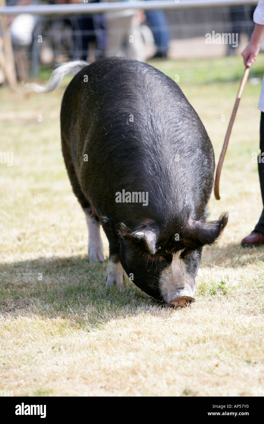 Showing Black Pig Royal Norfolk Show UK Stock Photo - Alamy