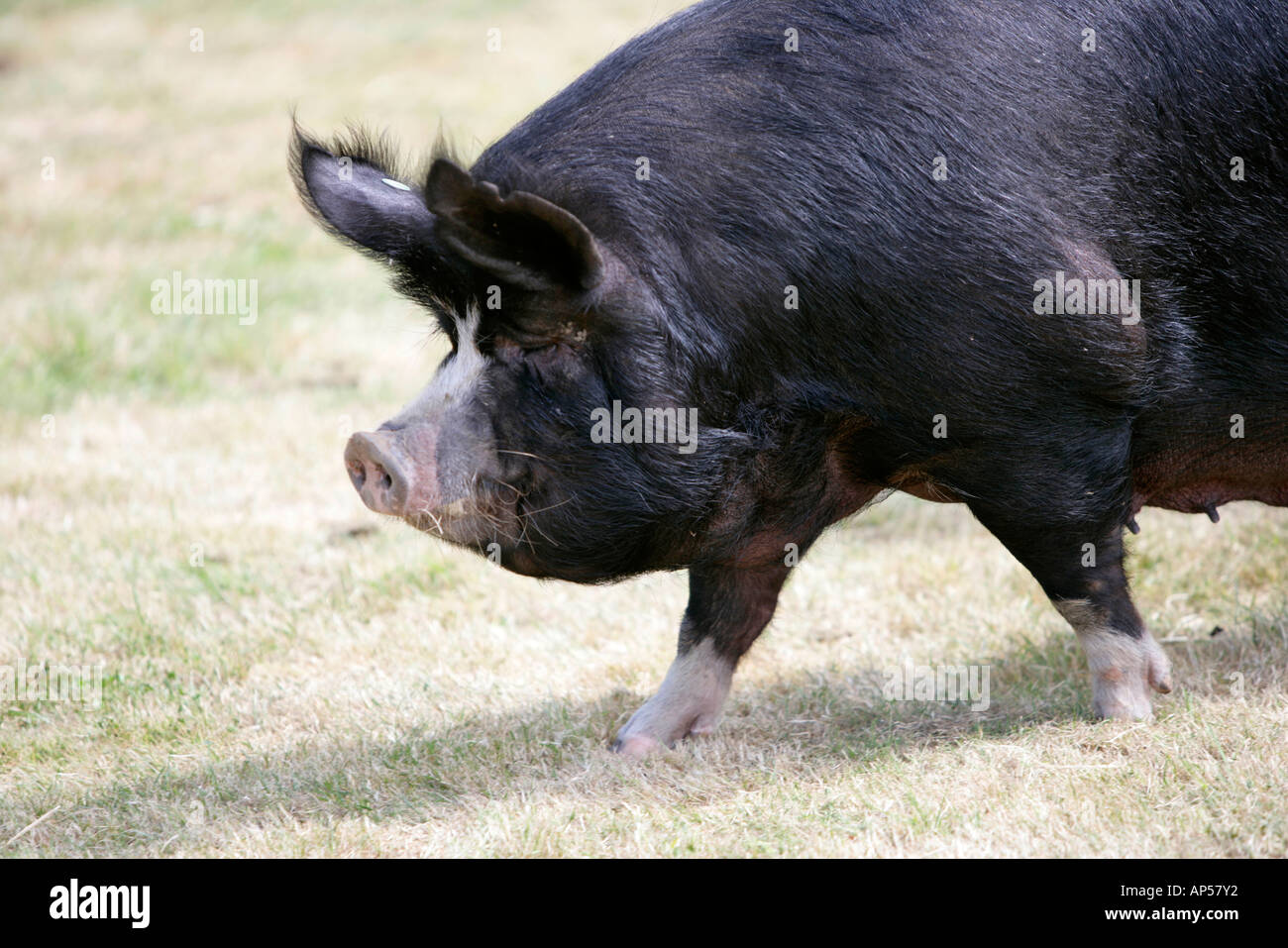 Prize winning pig hi-res stock photography and images - Alamy