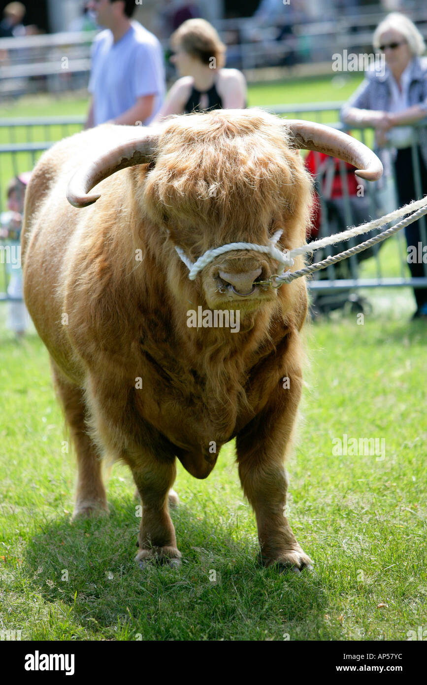Long Haired Bull Royal Norfolk Show UK Stock Photo - Alamy