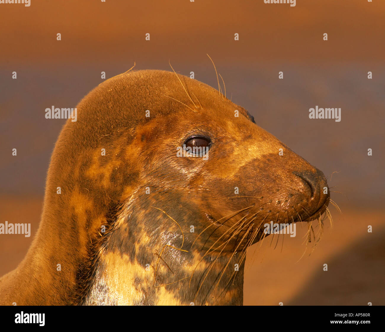 Grey Seal Portrait Stock Photo - Alamy