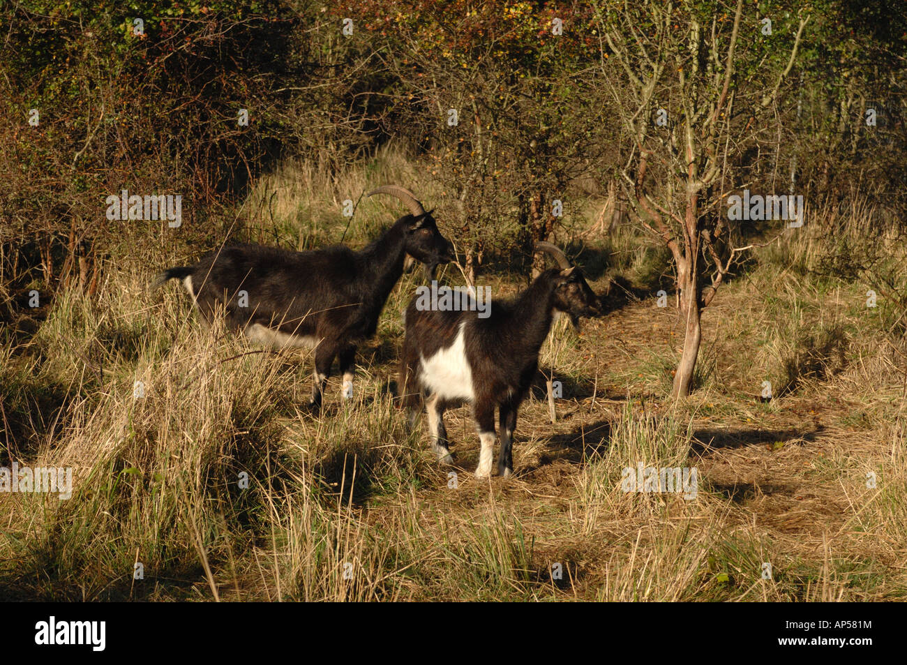 Feral Goats grazing on Caster Hanglands National Nature Reserve ...