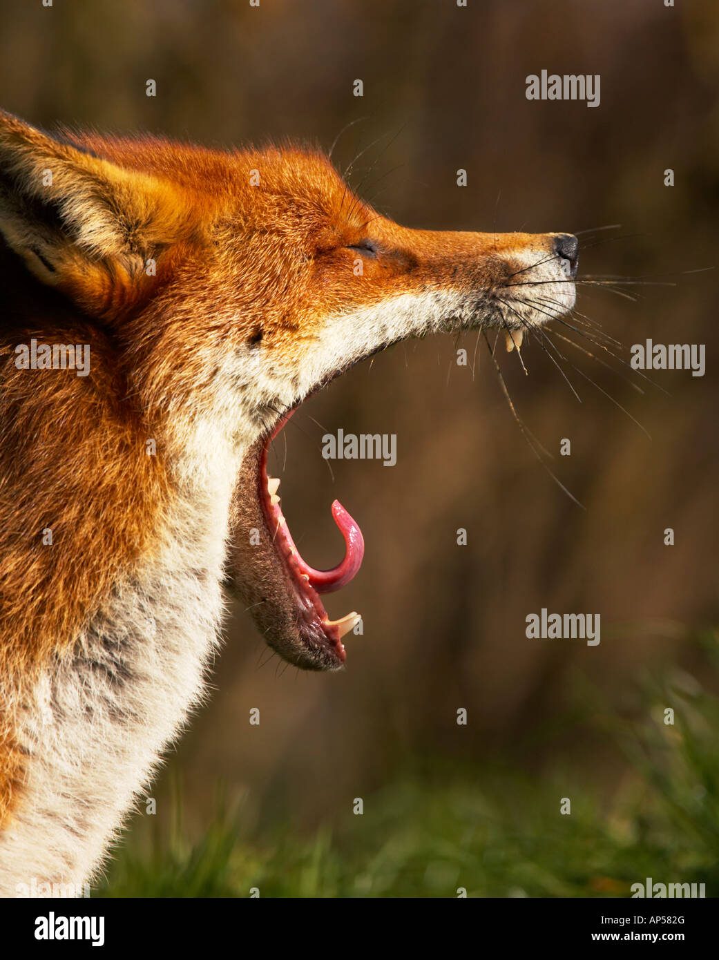 Fox yawning hi-res stock photography and images - Alamy