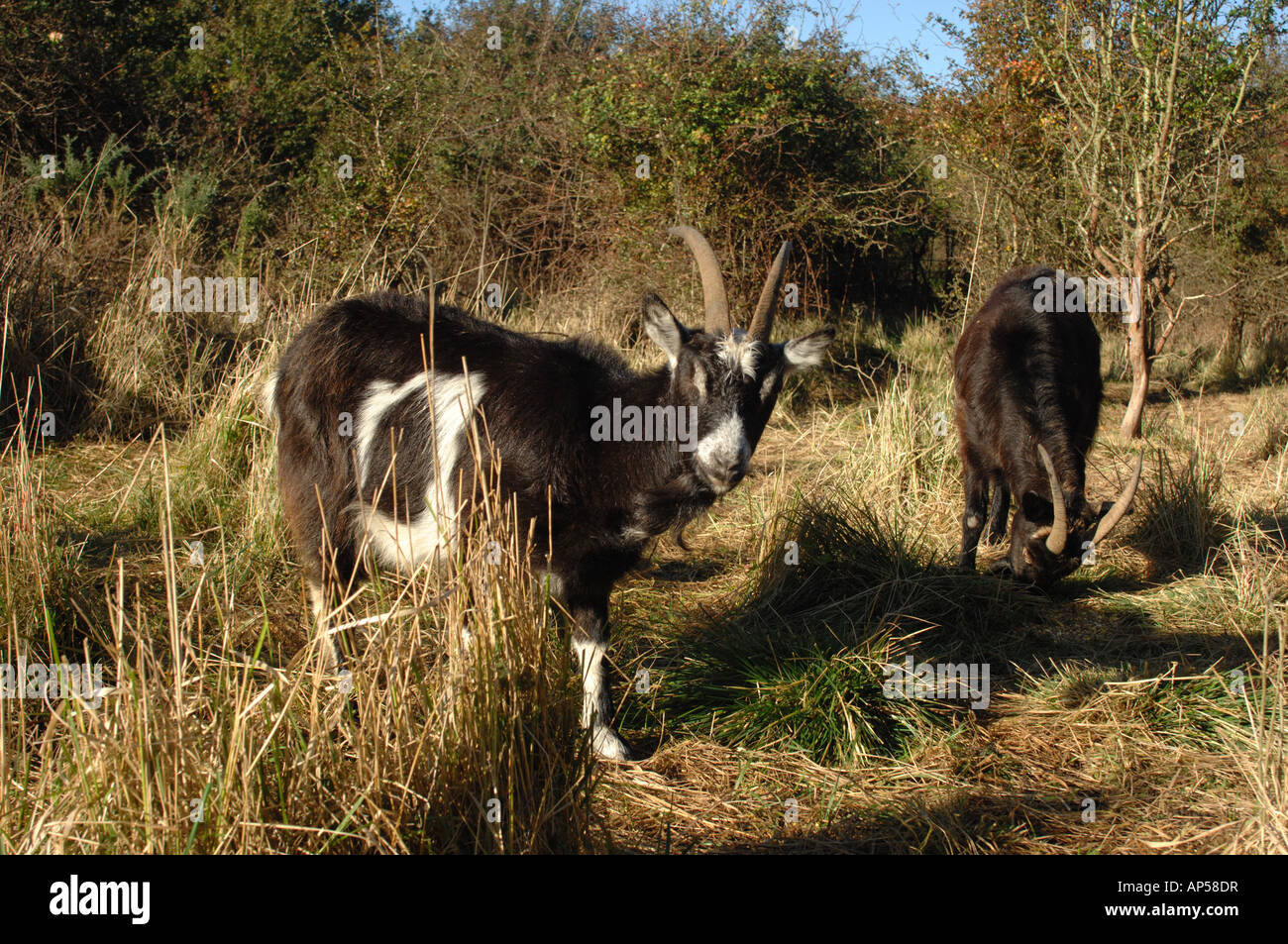 Feral Goats grazing on Caster Hanglands National Nature Reserve ...