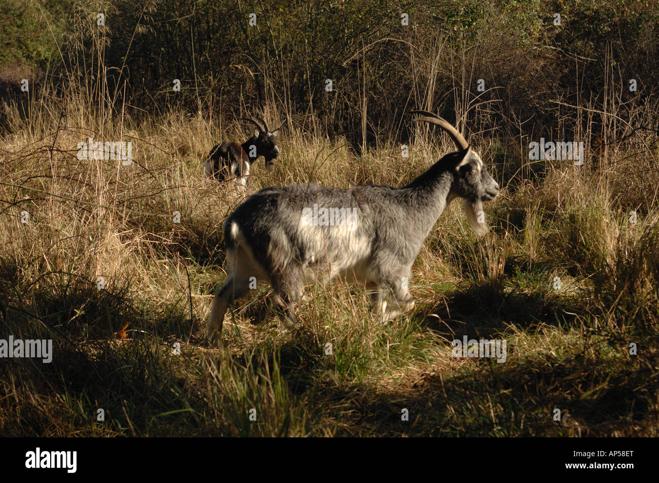 Feral Goats grazing on Caster Hanglands National Nature Reserve ...