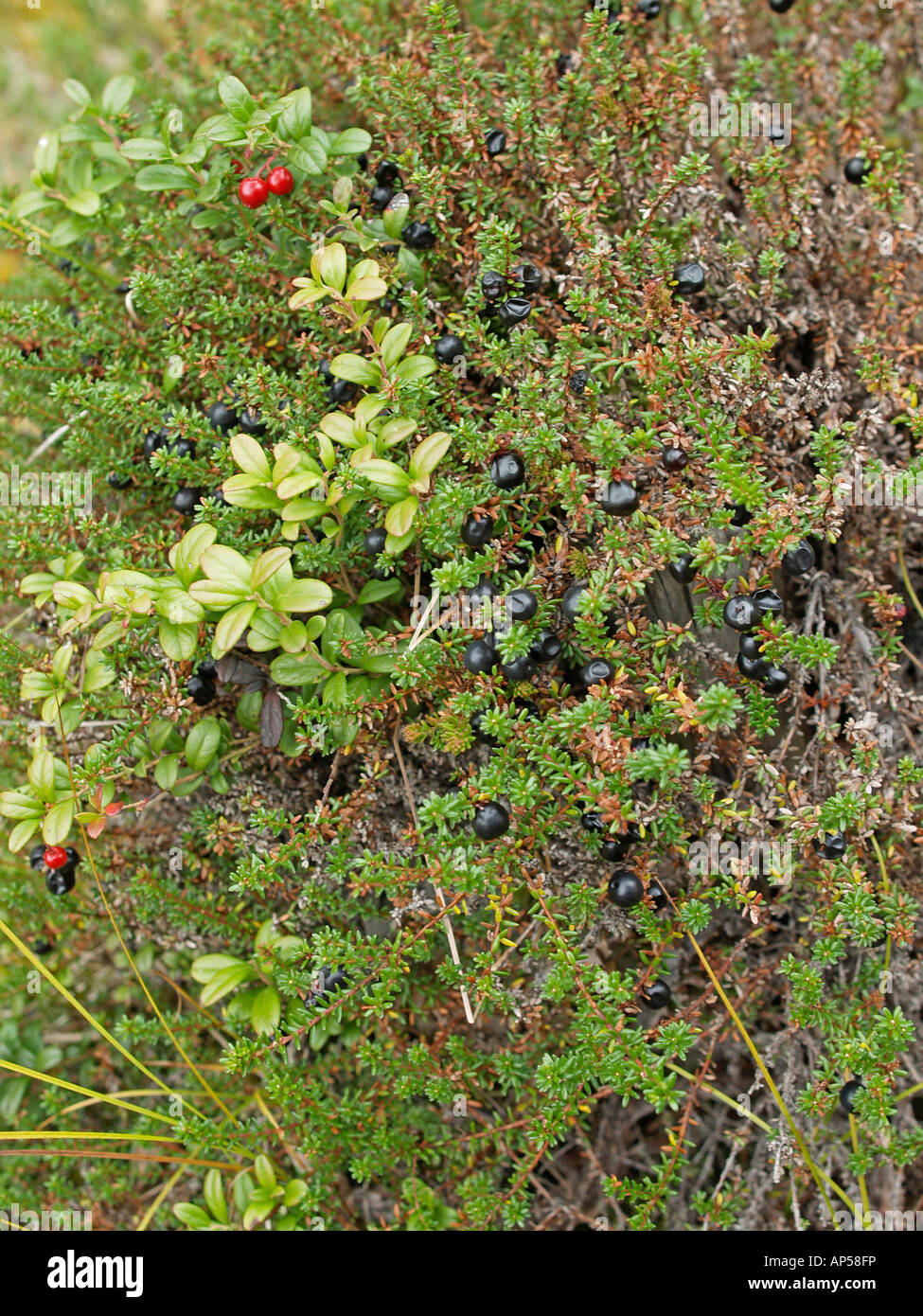 ripe crowberries crowberry Empetrum nigrum and cranberries Vaccinium ...