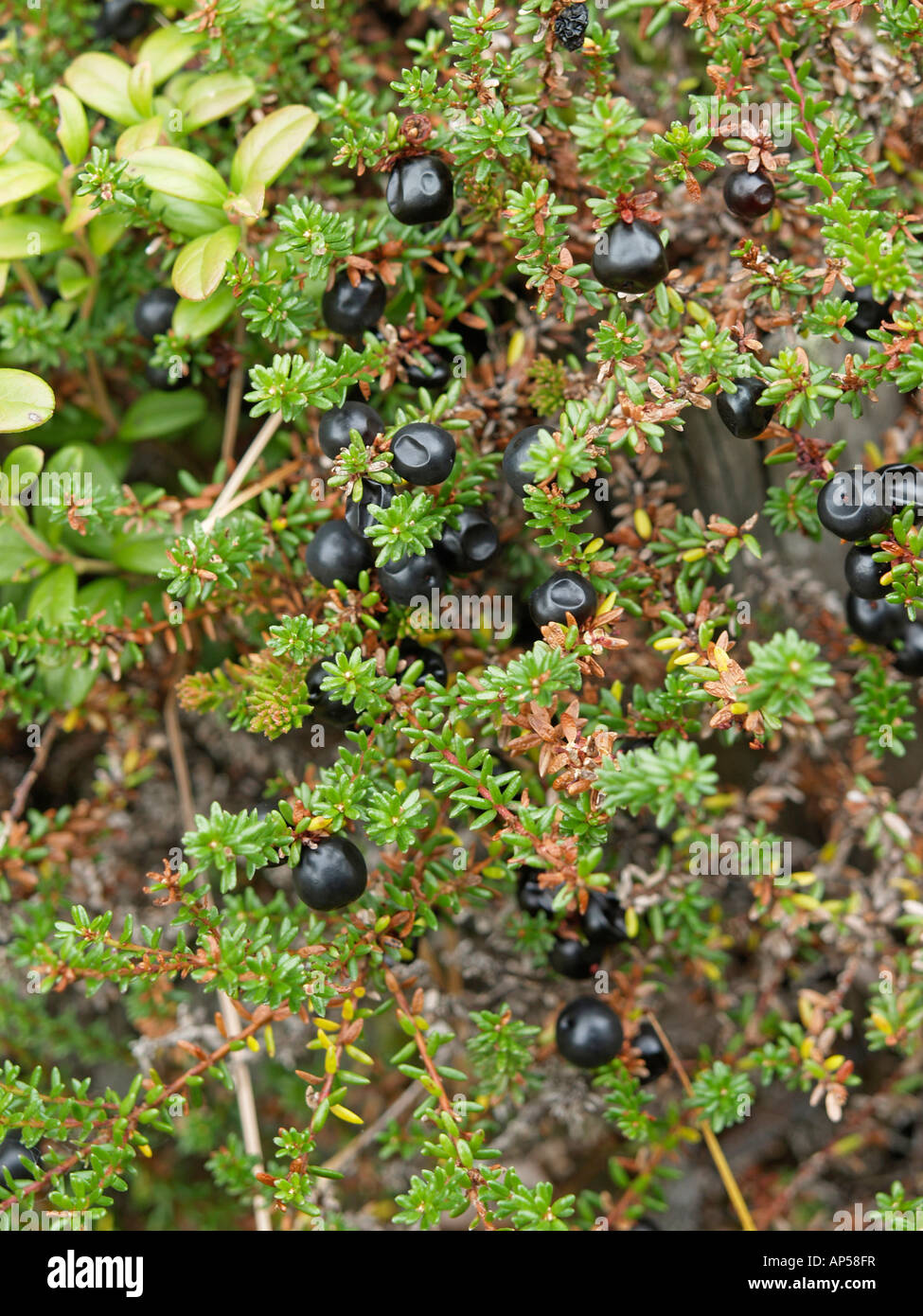 ripe crowberries crowberry Empetrum nigrum growing in forest Stock ...
