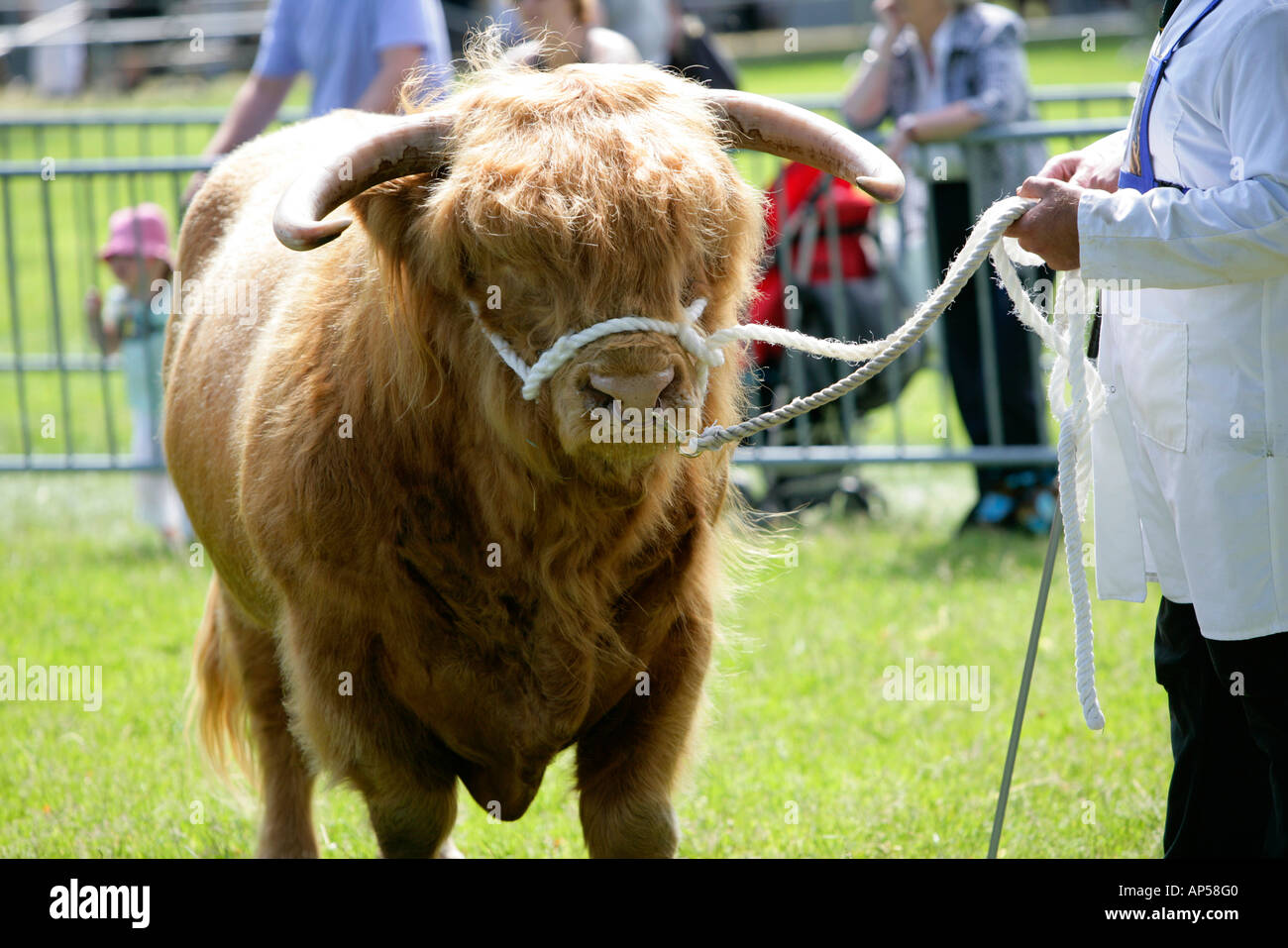 Long Haired Bull Royal Norfolk Show UK Stock Photo - Alamy