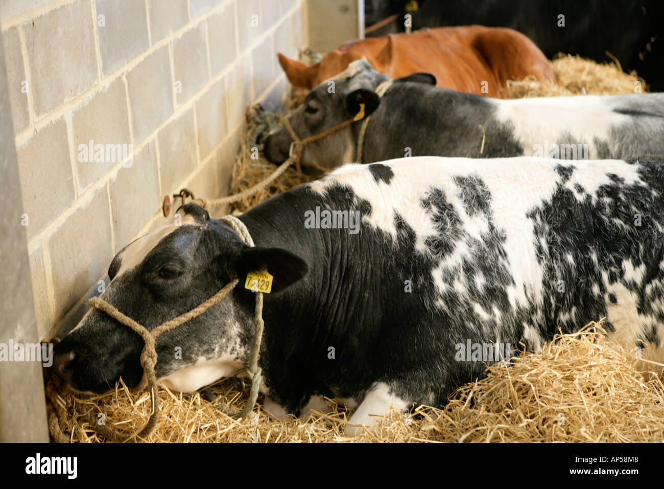 Tethered Cattle, Royal Norfolk Show UK Stock Photo - Alamy