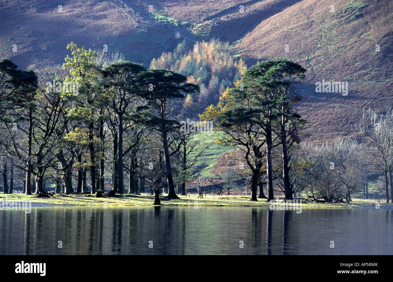 Buttermere Pines Buttermere The Lake District Cumbria England UK Stock ...