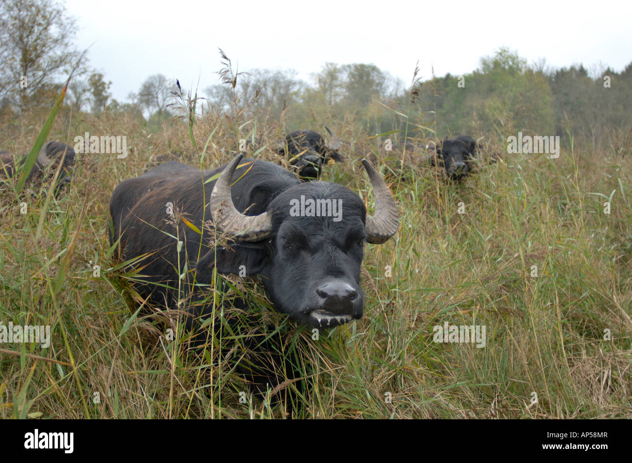 Water Buffalo grazing at Chippenham Fen National Nature Reserve ...